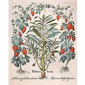 [Garden balsam] Balsamina foemina; [Orange-coloured balsam apple] Balsamina Mas fructu puniceo; [Red balsam apple] Momordica fructu luteo rubescente