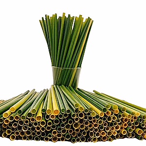 TXV Mart Eco-Friendly Disposable Party Grass Straws Drinking 100% Natural, Biodegradable, and Compostable (Pack of 100)