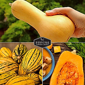 Survival Garden Seeds Winter Squash Collection Seed Vault - Non-GMO Heirloom Varieties for Planting and Growing in The Vegetable Garden - Butternut, Delicata, Pink Banana, and Spaghetti Squash