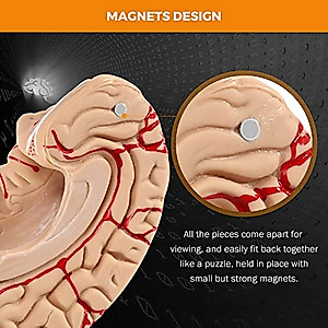 BEAMNOVA Human Brain Model for Teaching Neuroscience with Vessels Life Size Anatomy Model for Learning Science Classroom Study Display Medical Model