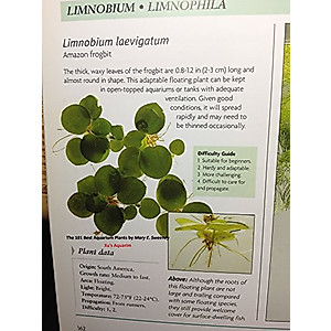 12 Amazon Frogbit (Limnobium Laevigatum), Live Aquarium/Aquatic Floating Plant by G&Z