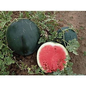 SeedsUP - 30+ Black Beauty Watermelon - Fruit seeds.