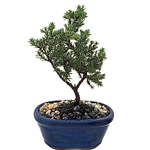 Miniature Japanese Juniper Bonsai Tree - Ceramic Bonsai Pot