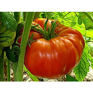 "The Delicious Giant" Beefsteak Tomato Seeds for Planting, 50+ Heirloom Seeds Per Packet, Non GMO Seeds, Botanical Name: Solanum lycopersicum, Can Grow to 1 Pound! Great Gift