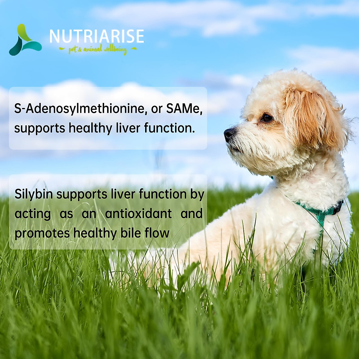 NUTRIARISE Same for Dogs and Cats - S-Adenosyl-L-Methionine, Liver Supplements for Dogs and Cats - Brain Supplement for Dogs and Cats, Promotes Cognitive Support, Liver Support Supplement