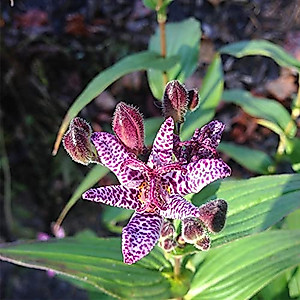 QAUZUY GARDEN Japanese Toad Lily 20 Seeds/Seed -Tricyrtis Shade Perennial Deer Resistant Eye-catching Flower for Home Bonsai Garden Decor Easy to Grow