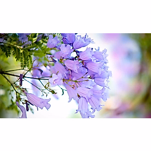 100 Jacaranda Tree Seeds (Jacaranda mimosifolia/Jacaranda acutifolia) - 100 Seeds - Blue Jacaranda Seeds, Black Poui, Nupur Tree - Pack of 100 Rare and Viable Seeds - QO Seeds