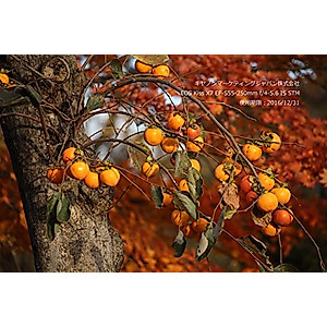 Canon DSLR Camera EOS Kiss X7 with EF-S18-55mm and EF-S55-250mm - International Version (No Warranty)