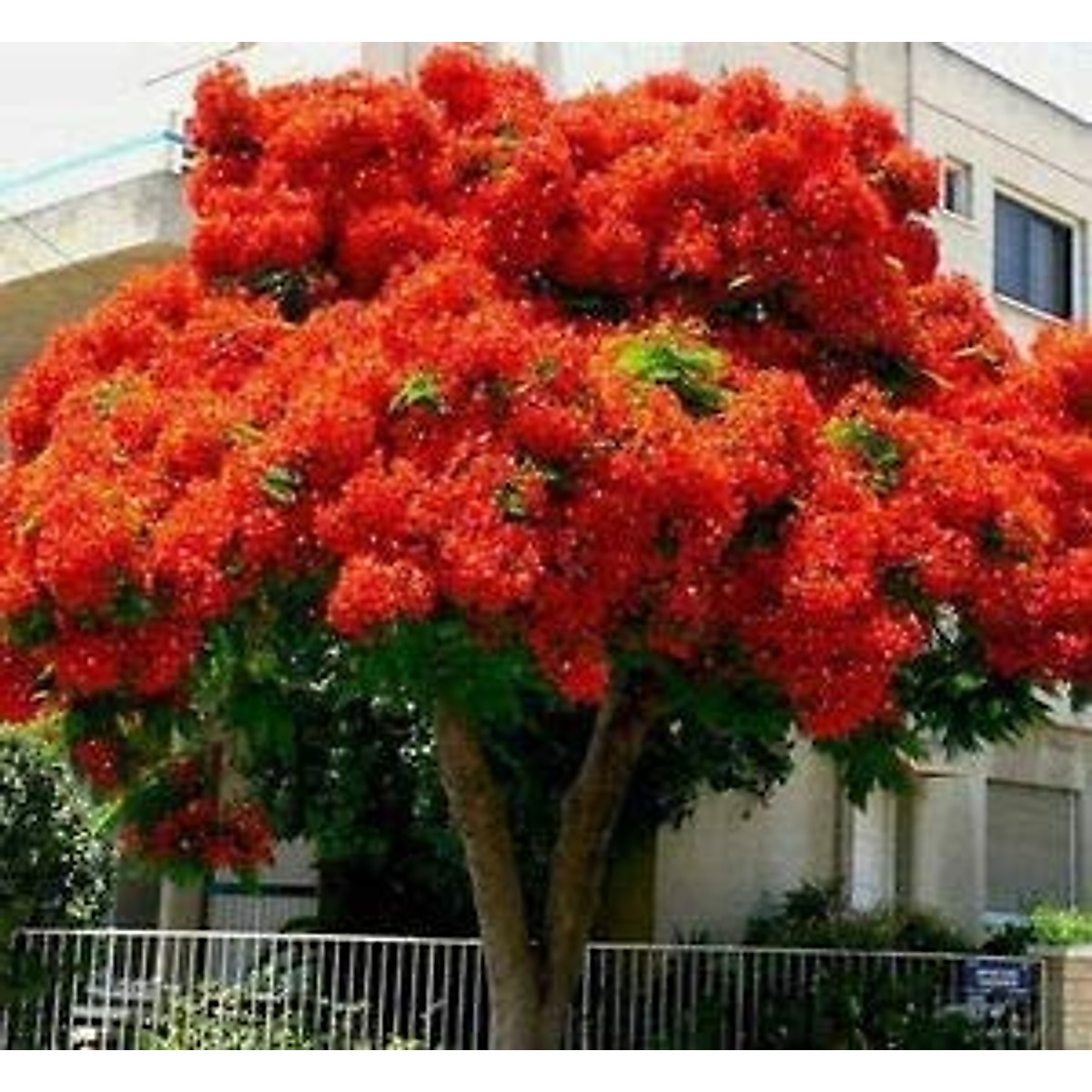 Bonsai Flamboyant Flame Tree Seeds to Grow | 20 Seeds | Delonix regia, Prized Flowering Tropical Bonsai Tree Seeds