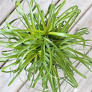 United Nursery Ponytail Palm Live Bonsai Plant, Elephants Foot Indoor Outdoor Easy Care, Low Maintenance House Plant in 6 inch White Décor Pot, Fresh from Our Farm