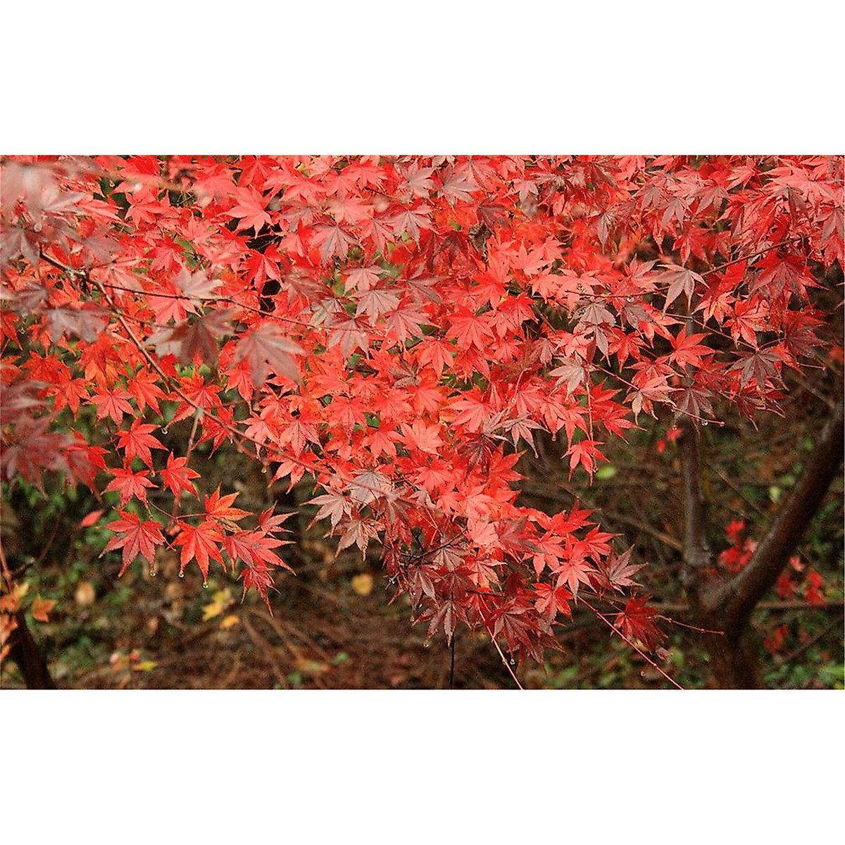 Rare Flower Seeds Rare Seeds Red Japanese Maple Seeds Acer palmatum Seeds atropurpureum Seeds 20 Seeds