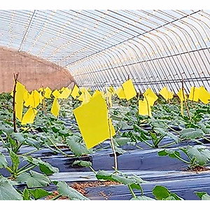 20 Count Dual Yellow Sticky Traps 8 X 6 Inch Set for Flying Plant Insect Like Fungus Gnats, Aphids, Whiteflies, Leafminers -Included 20pcs Twist Ties
