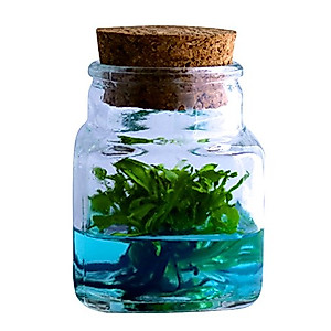 Venus Fly Trap, Maintenance Free, 100% Growth Guarantee