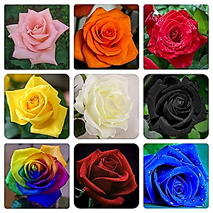 500+ Mixed Rare Rose Seeds Multicolored Flower Non-GMO Heirloom Garden Home for Planting to Grow