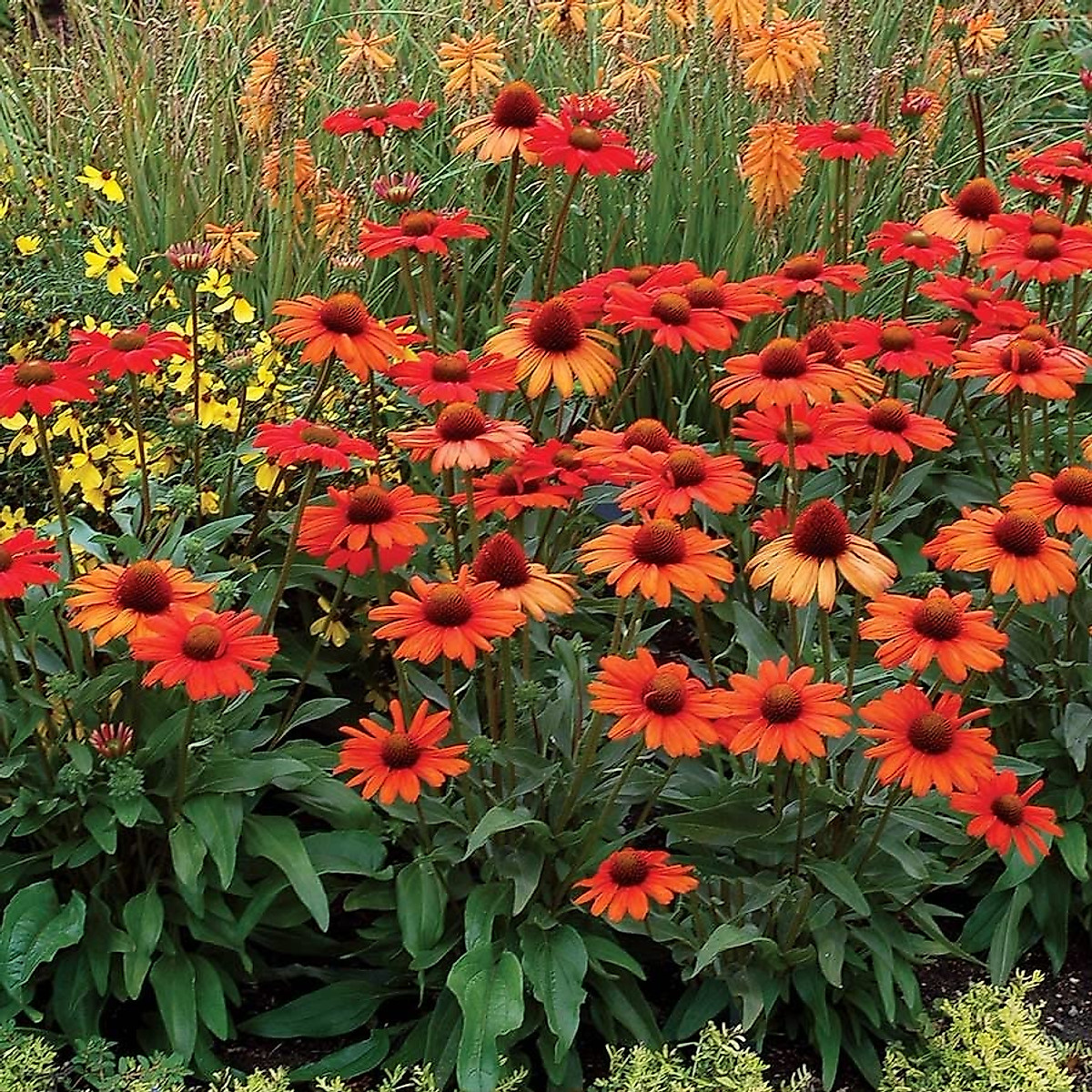Zeoust Loife Echinacea Seeds for Planting Orange Red Coneflower Plants - Non-GMO Heirloom Flowers Seed to Plant Outdoors Garden 200 Seeds (Orange Red Coneflower)