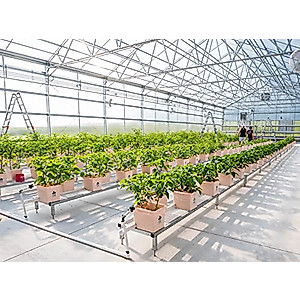 Pepper Joe’s Yellow Reaper Pepper Seeds ­­­­­– Pack of 10+ Superhot Reaper Chili Pepper Seeds – USA Grown ­– Premium Non-GMO Yellow Reaper Seeds for Planting in Your Garden