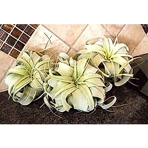 Tillandsia Xerographica Air Plant, Tillandsia Air Plants Live Large Indoor Plants Live Houseplants, Exotic Plants for Succulent Terrarium, Fairy Garden Decor, Succulents Live Plants by Plants for Pets