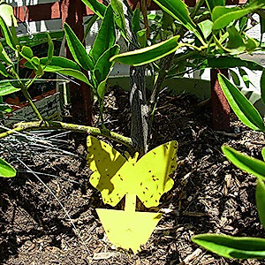 5 Pack - Sticky Yellow Butterfly Bug Traps for - Fruit Fly, Gnat Trap, White Flies, Mosquito, Fungus Gnats, Flying Insects Indoor/Outdoor Use