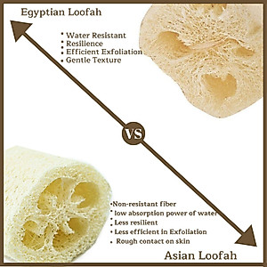 One Whole Egyptian Loofah 100% Natural SPA Beauty Bath Sponge Body Scrubber Puff. Premium Quality Lofa Loofa Luffa Loffa for exfoliating Your Skin.