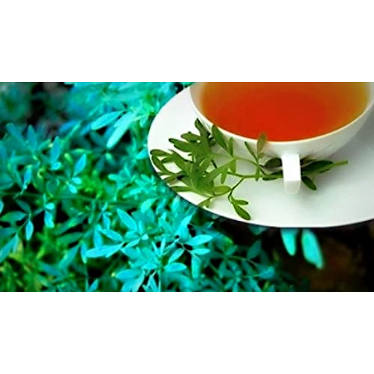 Yerbero - Ruda ( Rue Dried Herb) 30 Tea Bags 1gr (0.03oz) - Net WT 30gr (1.3oz) | Stand Up Resealable Bag | Crafted By Nature100% All Natural, non-GMO, Gluten-free.