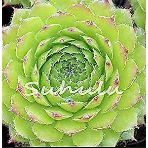Fash Lady 200 Pcs Sale!Hens and Chicks Succulent Mix Seeds (Sempervivum Hybridum) Bonsai Plant Flower Seeds for Home Garden 4