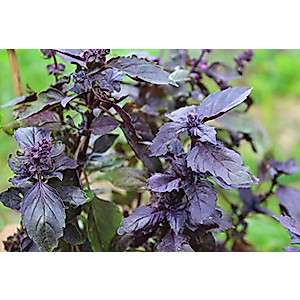 Sow Right Seeds - Opal Basil Seed for Planting - 500 Non-GMO Heirloom Seeds - Full Instructions for Easy Planting and Growing a Kitchen Herb Garden, Indoors or Outdoor; Great Gardening Gift (1)