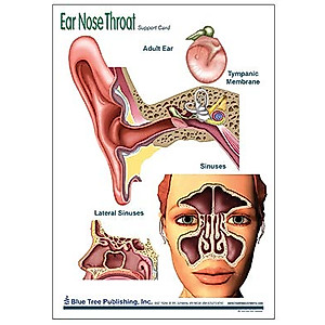 Ear Nose and Throat Support Card