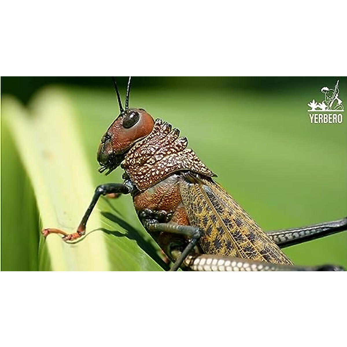 Yerbero - Fresh Chapulines From Oaxaca 1.03 oz (30gr) Adobado Spicy Flavor | All Natural Toasted Grasshoppers With Chili, Lime, Sea Salt and Garlic | Always Fresh (Not Dehydrated) Delicious, Exotic Mexican Snack. Imported From Mexico.