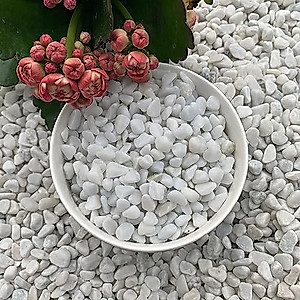 White Rock Pebbles 2.1lb Pumice Potting Soil Amendment - Succulent & Cactus Bonsai Gritty Rock Decorative Gravel Plant Drainage for Top Dressing & Fairy Gardening