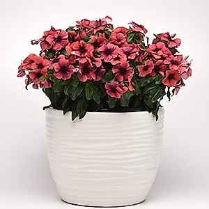 Outsidepride Vinca Periwinkle Papaya Garden Flower, Ground Cover, & Container Plants - 50 Seeds