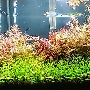 Dwarf Hairgrass Easy Live Aquarium Freshwater Plants Decorations 3 Days Live Guaranteed by Mainam