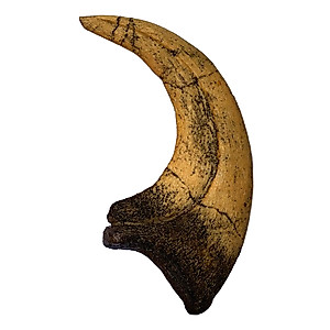 Deinonychus Raptor Dinosaur Claw Replica - Museum Quality Cast Fossil Specimen