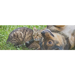 cat Joint Health Supplement - Pets Joint Health with Turmeric - Premium Ingredients - Healthy - cat Turmeric - 1 Bottle (60 Treats)