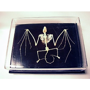 C & A Scientific - Premiere 51010 Real Bat Skeleton