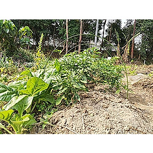 Garden Hoops for Raised Beds Hoop House Greenhouse Super Hoops for Garden Netting Garden Hoops for Row Cover Hoops for Garden Beds Fiberglass 6.56ft 6pack ONE Piece Design