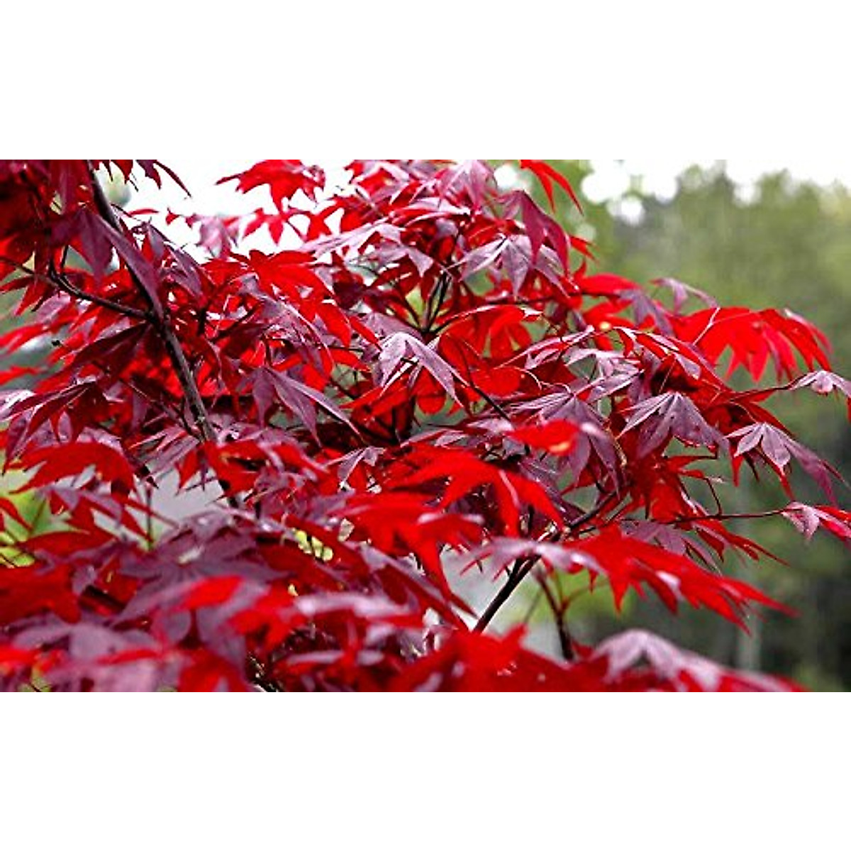 Red Japanese Maple - Live Plant 2-3 feet Tall - Deep Red Leaves