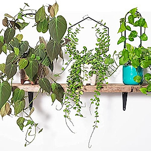 Metal Plants Climbing Trellis 3 Pack Wrought Iron Bonsai Plant Support Holder for Indoor Outdoor Garden Rose Flower Vine Metal Trellis