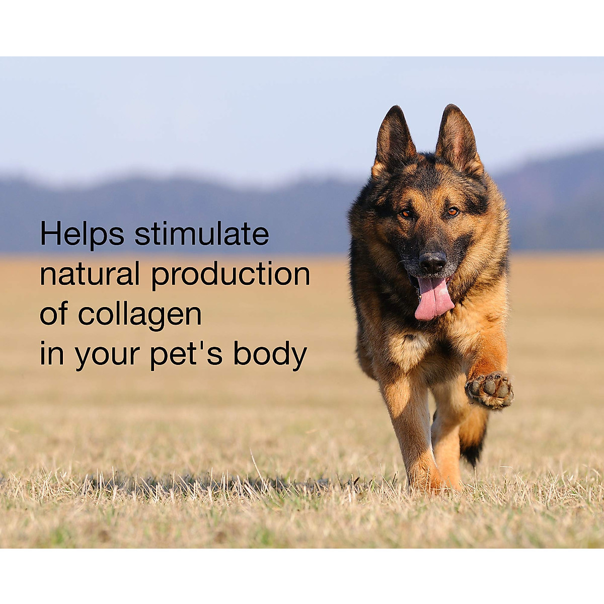 K9 Collagen Hip & Joint Supplement for Dogs - Fish Collagen Powder for Canines, Supports Healthy Joints, Improved Mobility, Pain Relief, Pet Wellness, Puppy Care, 1 Month Supply