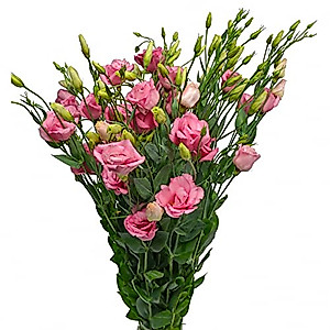 seedcaps Lisianthus Seeds for Planting - 100 Pcs Rare Pink Perennial Flower Seeds for Planting in Pots Home Garden