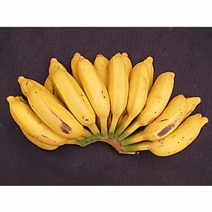 1 LIVE PLANT Goldfinger Dwarf Banana Tree - RARE Desert Banana 3 to 8 inch tall