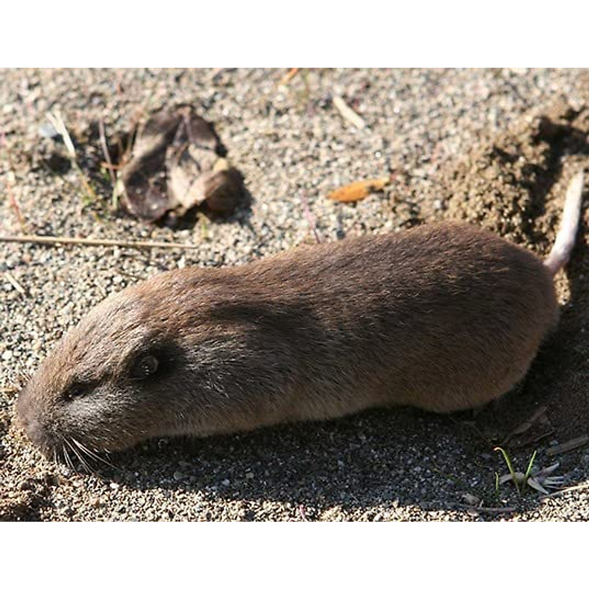 Worlds Best Gopher Trap, New, Stainless Steel, USA Made! (3)