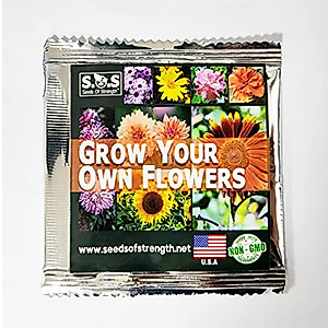 Skyscraper Sunflower Seeds for Planting 40 Seeds Garden Seeds Huge 15-20 feet Tall with Giant Sunflowers