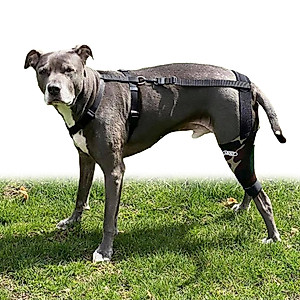 WALKABOUT Harnesses Camouflage Knee Brace for Dogs, Treat ACL, CCL Injury, Arthritis, Joint Pain, Fatigue and Stress with The Knee Brace (Medium-Large Right)