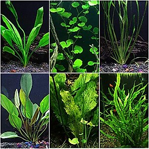 Discus-Warm Water Aquarium Plant Bundle