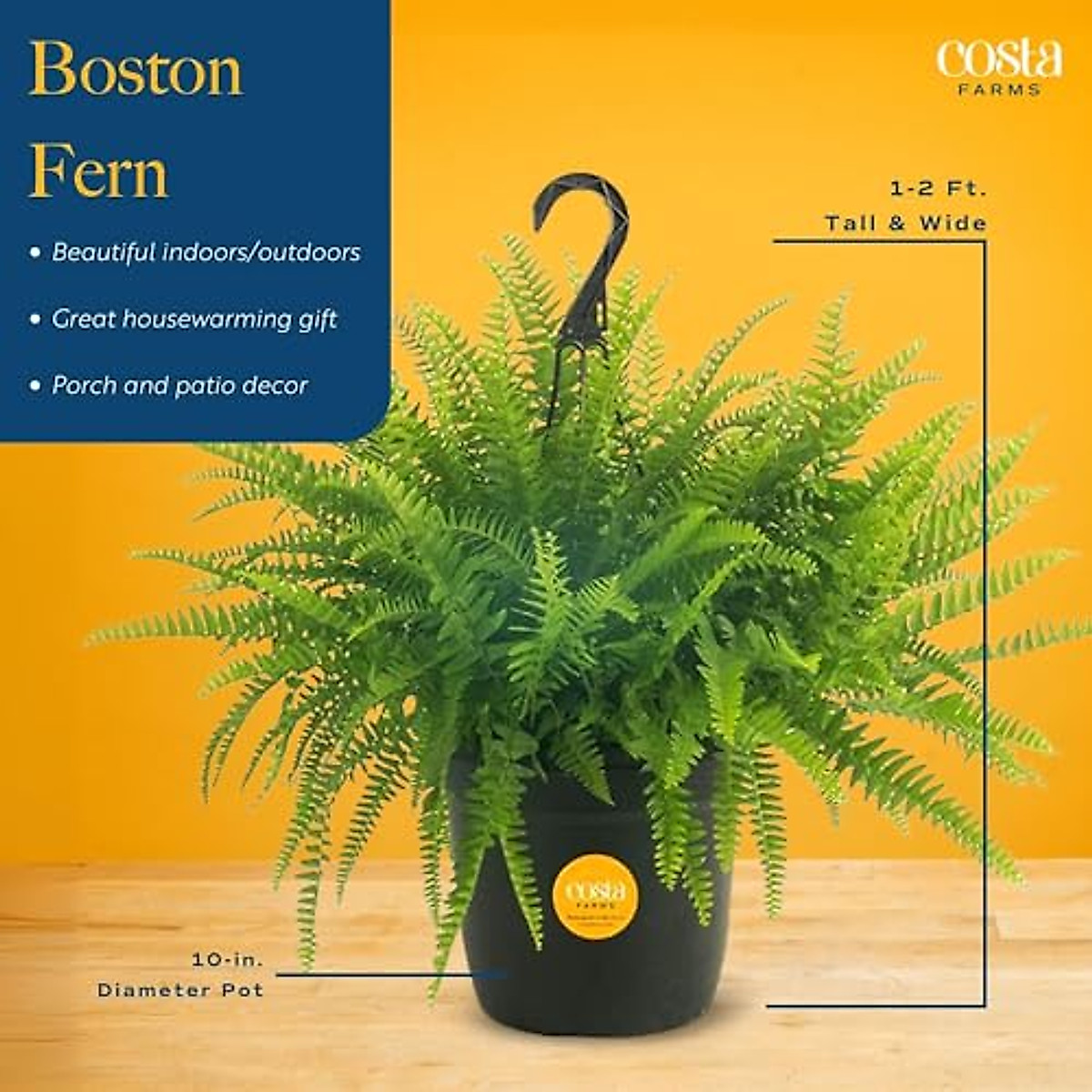 Costa Farms Boston Fern Live Plant, Outdoors or Indoor Houseplant in Hanging Basket Planter, Ferns Soil Mix, Real Plants Gift, Housewarming, Patio, Balcony, Front Porch Decor, 1-2 Feet Tall and Wide