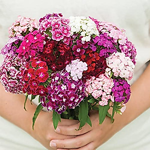 QAUZUY GARDEN 3000 Seeds Mixed Dianthus Seeds Carnation Gillyflower Sweet William Garden Clove Cheddar Pinks Seeds- Perennial Hardy Easy Growing Flower