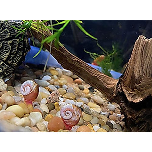 Ramshorn Snails - Pink - Leopard - Gold - Mixed Colors - Live 10+ for Freshwater Ponds/Aquariums - Bred and Raised by Bubbles Up Aquatics, pink, red, blue, gold, brown