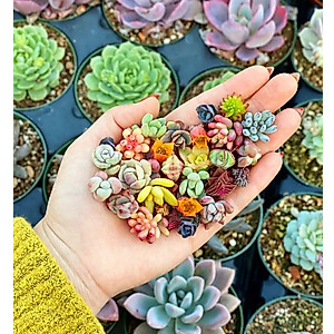 DouxiE 200pcs Rare Mixed Mini Succulents Seeds for Bonsai & Ornamental Plants - Grow Your Stunning Garden