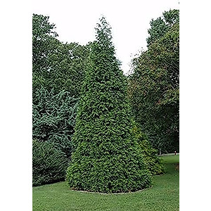 Green Giant Arborvitae | 3 Live 1 Gallon Trees | Thuja Plicata | Evergreen Privacy Screening Plants
