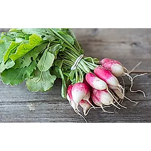 French Breakfast Radish Seeds for Planting, 200+ Heirloom Seeds Per Packet, (Isla's Garden Seeds), Non GMO Seeds, Botanical Name: Raphanus sativus, Great Home Garden Gift